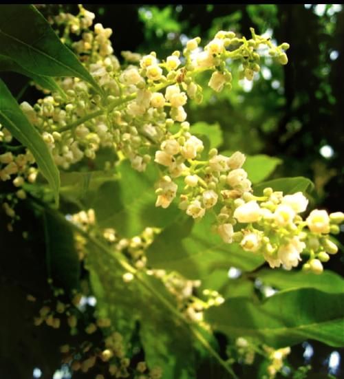 香椿树开花预示着什么_香椿树开花风水寓意-第1张图片-山城妙识 香椿树开花预示着什么_香椿树开花风水寓意-第1张图片-山城妙识