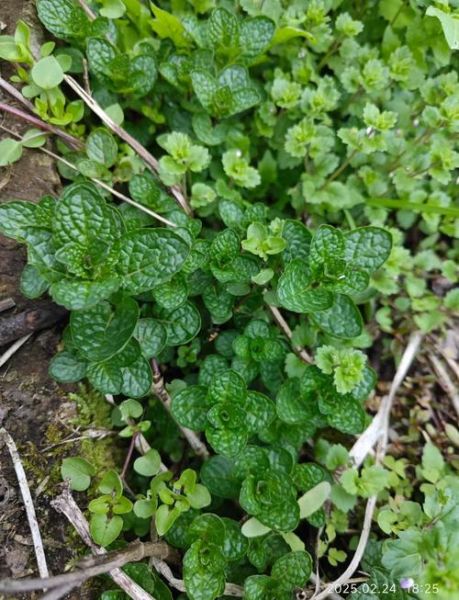 鱼香叶长什么样_鱼香叶图片如何辨认-第1张图片-山城妙识 鱼香叶长什么样_鱼香叶图片如何辨认-第1张图片-山城妙识