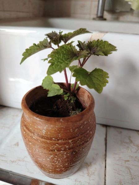 鱼香叶长什么样_鱼香叶图片如何辨认-第3张图片-山城妙识 鱼香叶长什么样_鱼香叶图片如何辨认-第3张图片-山城妙识