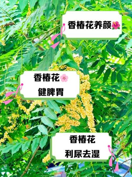 香椿树开花预示着什么_香椿树开花风水寓意-第2张图片-山城妙识 香椿树开花预示着什么_香椿树开花风水寓意-第2张图片-山城妙识