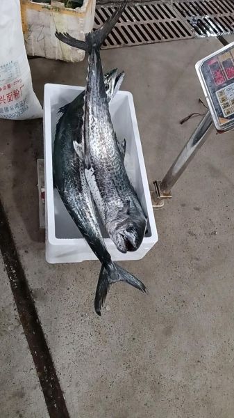 新鲜马鲛鱼多少钱一斤_马鲛鱼价格行情-第2张图片-山城妙识 新鲜马鲛鱼多少钱一斤_马鲛鱼价格行情-第2张图片-山城妙识