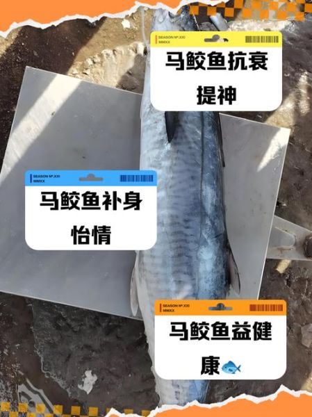 新鲜马鲛鱼多少钱一斤_马鲛鱼价格行情-第3张图片-山城妙识 新鲜马鲛鱼多少钱一斤_马鲛鱼价格行情-第3张图片-山城妙识