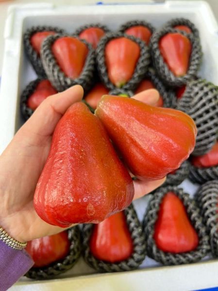 莲雾怎么吃_多少钱一斤-第3张图片-山城妙识 莲雾怎么吃_多少钱一斤-第3张图片-山城妙识