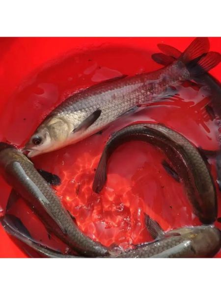 青鱼养殖技术_如何提高青鱼成活率-第1张图片-山城妙识