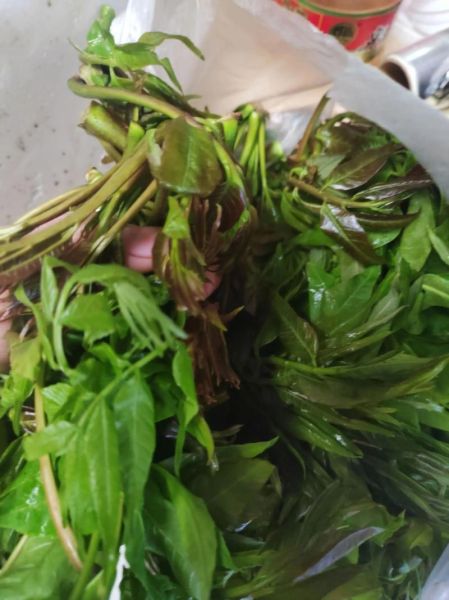 香椿炒蛋香椿要焯水么_香椿焯水多久-第3张图片-山城妙识 香椿炒蛋香椿要焯水么_香椿焯水多久-第3张图片-山城妙识