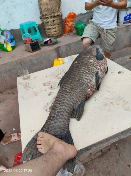 青鱼养殖技术_如何提高青鱼成活率-第3张图片-山城妙识