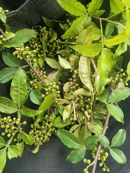 野花椒的功效与作用_野花椒和花椒的区别-第3张图片-山城妙识