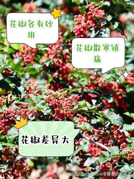 野花椒的功效与作用_野花椒和花椒的区别-第2张图片-山城妙识