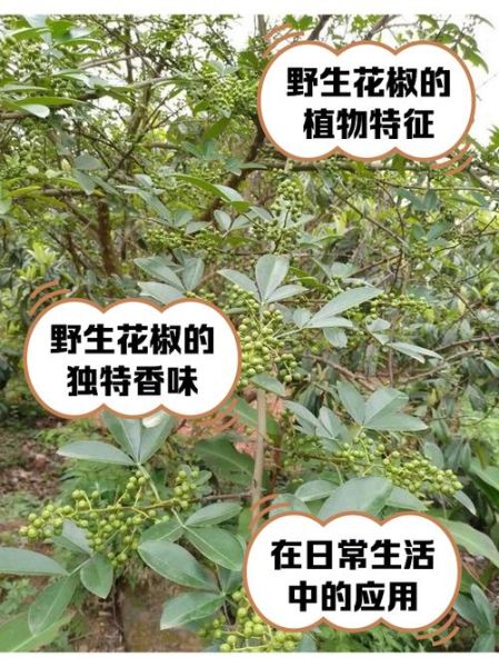 野花椒的功效与作用_野花椒和花椒的区别-第1张图片-山城妙识