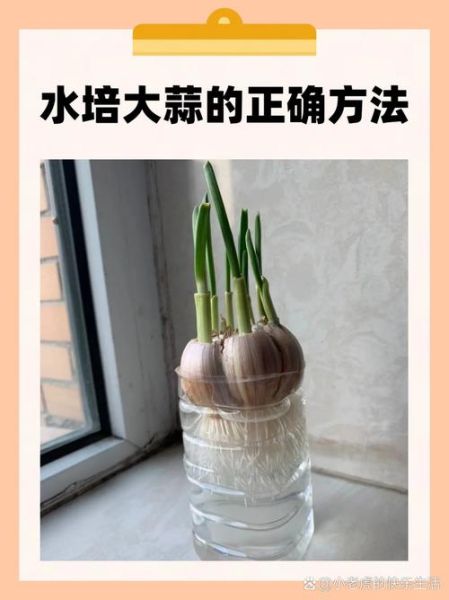 大蒜泡水喝的正确方法_大蒜泡水一天喝几次-第3张图片-山城妙识