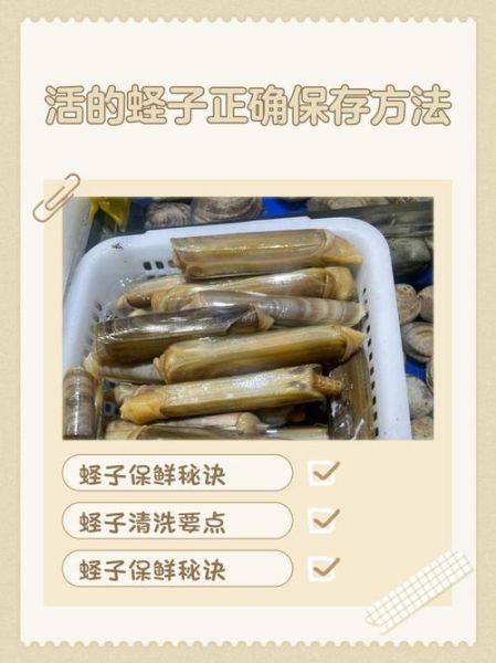 蛏子怎么保存_蛏子能放冰箱多久-第1张图片-山城妙识