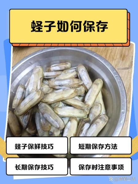 蛏子怎么保存_蛏子能放冰箱多久-第3张图片-山城妙识