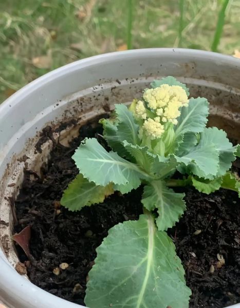 花菜英文怎么说_花菜英文怎么写-第2张图片-山城妙识