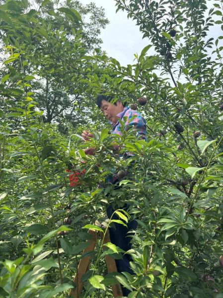 黑布林的功效与作用_黑布林的禁忌有哪些-第2张图片-山城妙识