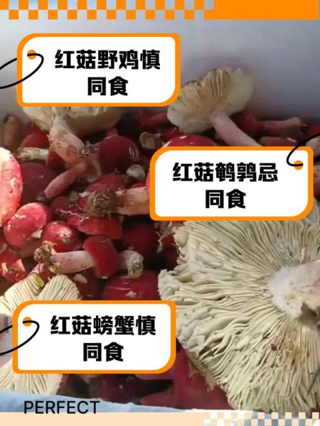 红菇禁忌人群有哪些_哪些人不适合吃红菇-第1张图片-山城妙识 红菇禁忌人群有哪些_哪些人不适合吃红菇-第1张图片-山城妙识