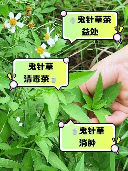 鬼针草的功效与作用及禁忌_鬼针草可以长期泡水喝吗-第1张图片-山城妙识