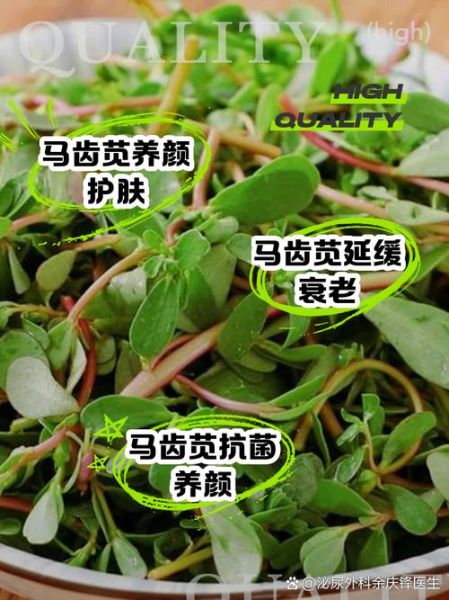 马齿苋煮水洗脸有什么功效_马齿苋水洗脸能祛痘吗-第1张图片-山城妙识