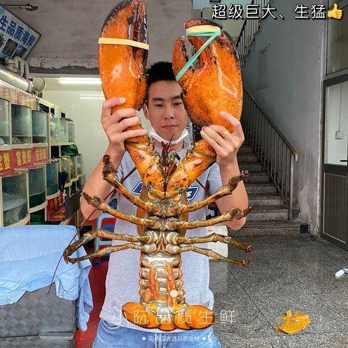 超大龙虾多少钱一只_超大龙虾怎么做好吃-第3张图片-山城妙识 超大龙虾多少钱一只_超大龙虾怎么做好吃-第3张图片-山城妙识
