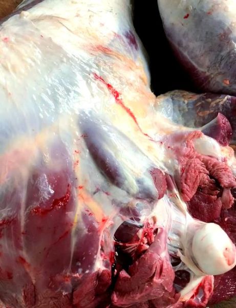 鸵鸟肉好吃吗_鸵鸟肉多少钱一斤-第1张图片-山城妙识 鸵鸟肉好吃吗_鸵鸟肉多少钱一斤-第1张图片-山城妙识