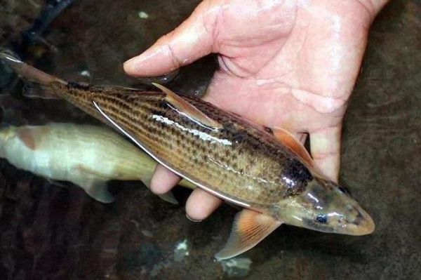 铜鱼是什么鱼_铜鱼多少钱一斤-第1张图片-山城妙识 铜鱼是什么鱼_铜鱼多少钱一斤-第1张图片-山城妙识