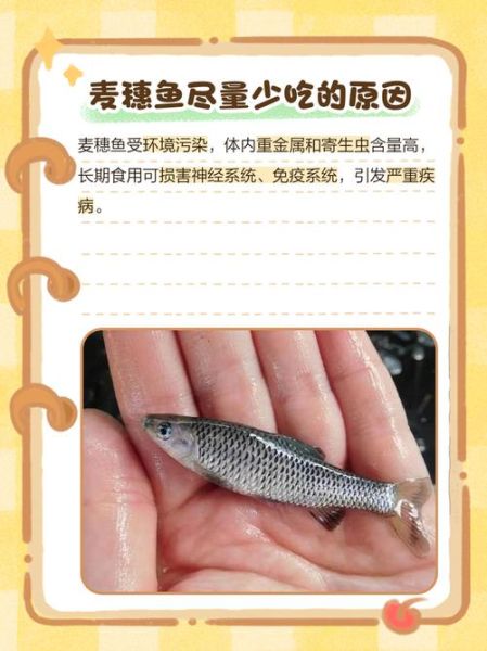 麦穗鱼怎么养_麦穗鱼吃什么-第1张图片-山城妙识