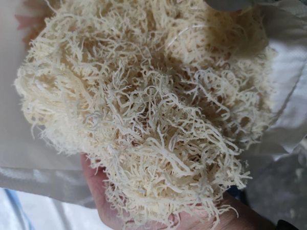 龙须菜是什么菜的苗_龙须菜和石花菜区别-第1张图片-山城妙识