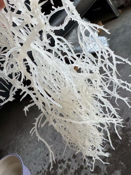 龙须菜是什么菜的苗_龙须菜和石花菜区别-第2张图片-山城妙识