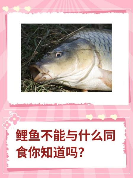 鲤鱼什么人不能吃_痛风患者能吃鲤鱼吗-第3张图片-山城妙识
