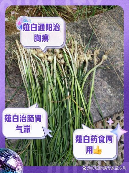 薤白的功效与作用_薤白主治什么病-第2张图片-山城妙识 薤白的功效与作用_薤白主治什么病-第2张图片-山城妙识
