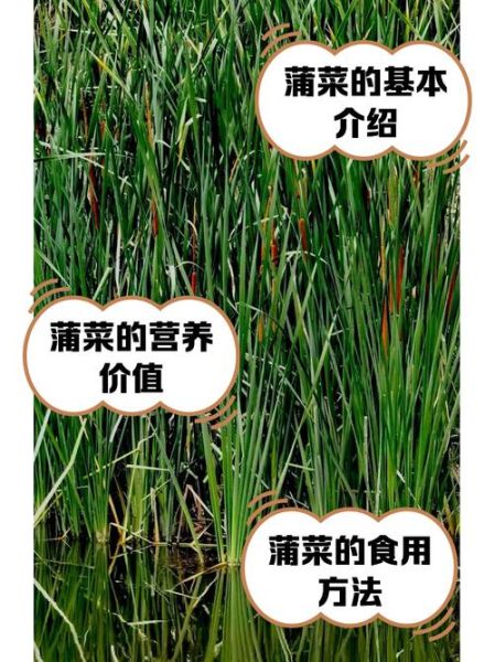 蒲菜的功效与作用_蒲菜怎么吃最营养-第1张图片-山城妙识 蒲菜的功效与作用_蒲菜怎么吃最营养-第1张图片-山城妙识