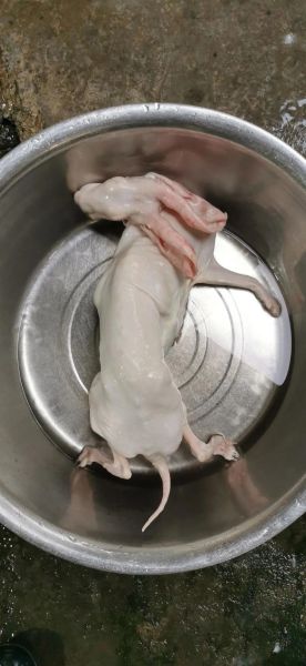 清炖兔子肉的家常做法窍门_兔子肉去腥技巧-第2张图片-山城妙识 清炖兔子肉的家常做法窍门_兔子肉去腥技巧-第2张图片-山城妙识