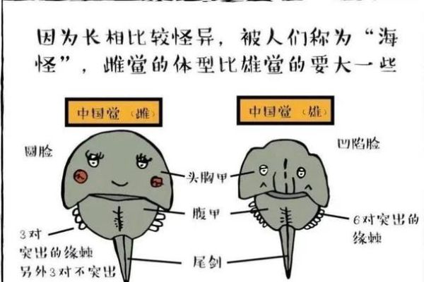 鲎虫和鲎有什么关系_二者区别与联系-第1张图片-山城妙识 鲎虫和鲎有什么关系_二者区别与联系-第1张图片-山城妙识