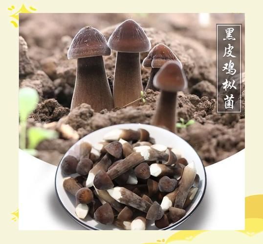 黑皮鸡枞菌多少钱一斤_黑皮鸡枞菌怎么做好吃-第1张图片-山城妙识
