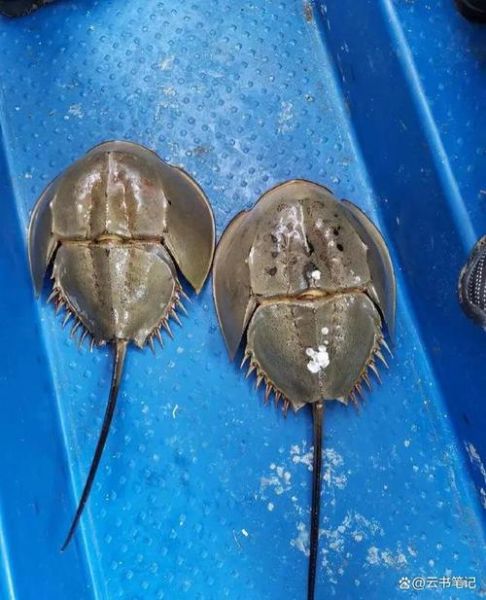 鲎虫和鲎有什么关系_二者区别与联系-第2张图片-山城妙识 鲎虫和鲎有什么关系_二者区别与联系-第2张图片-山城妙识