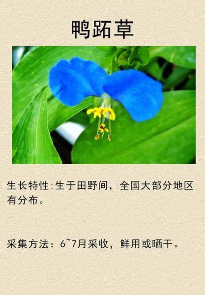 鸭跖草花语是什么_鸭跖草寓意与象征-第3张图片-山城妙识 鸭跖草花语是什么_鸭跖草寓意与象征-第3张图片-山城妙识