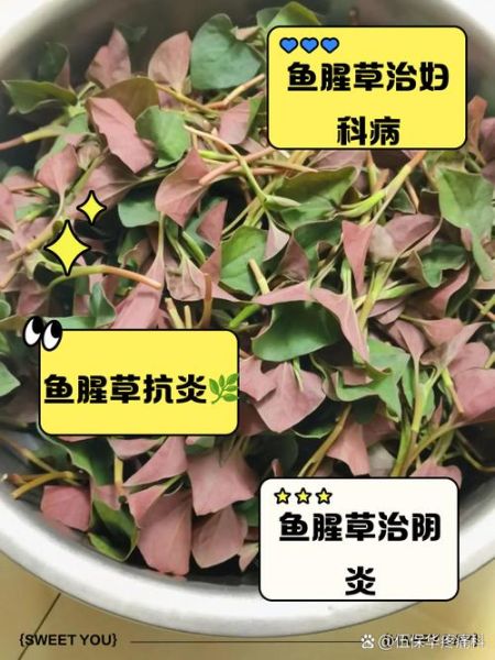 女人吃鱼腥草的好处_鱼腥草对女性的功效-第2张图片-山城妙识