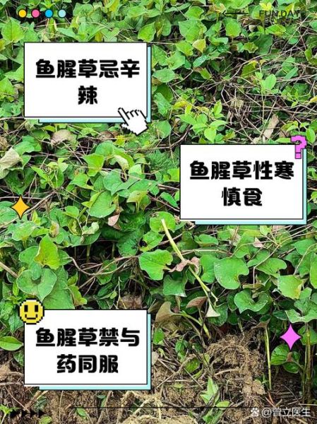 女人吃鱼腥草的好处_鱼腥草对女性的功效-第1张图片-山城妙识