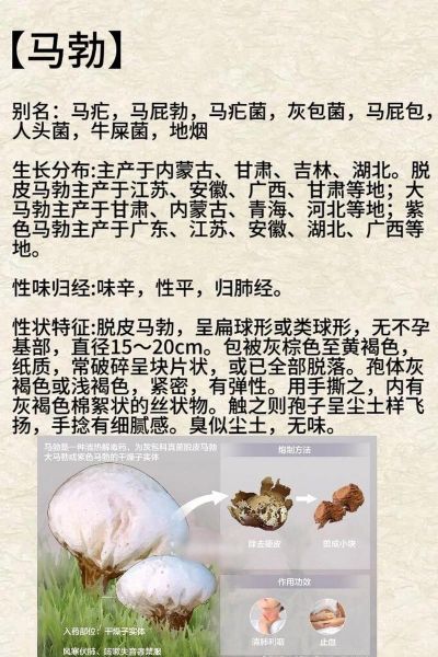 马勃图片长什么样_如何辨别真假马勃-第1张图片-山城妙识 马勃图片长什么样_如何辨别真假马勃-第1张图片-山城妙识
