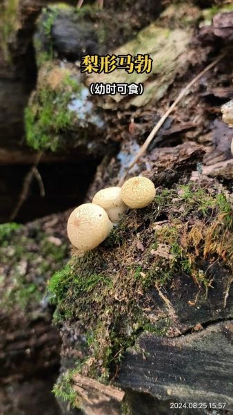 马勃图片长什么样_如何辨别真假马勃-第3张图片-山城妙识 马勃图片长什么样_如何辨别真假马勃-第3张图片-山城妙识