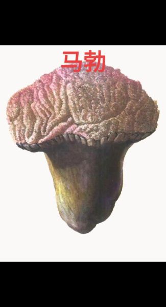 马勃图片长什么样_如何辨别真假马勃-第2张图片-山城妙识 马勃图片长什么样_如何辨别真假马勃-第2张图片-山城妙识