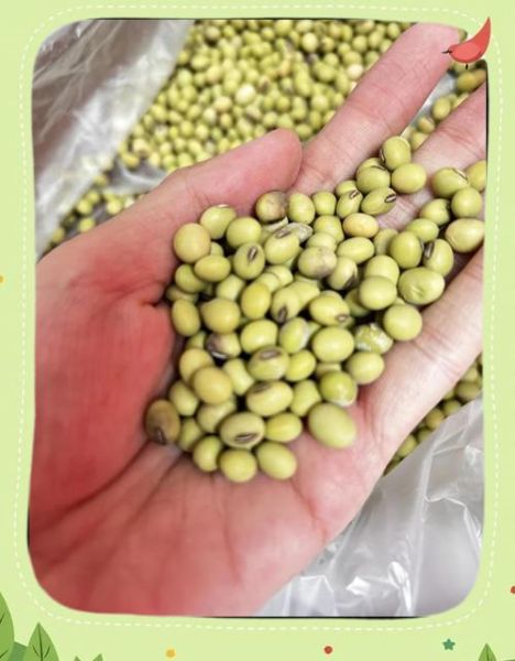 绿皮黄豆的营养价值_绿皮黄豆怎么煮才软烂-第2张图片-山城妙识 绿皮黄豆的营养价值_绿皮黄豆怎么煮才软烂-第2张图片-山城妙识