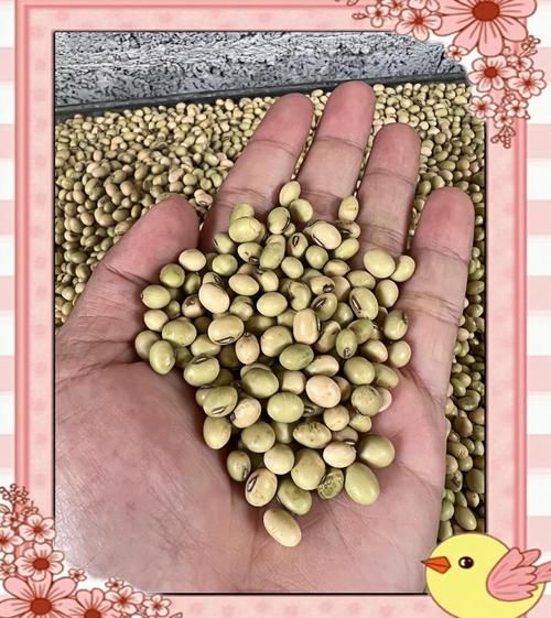 绿皮黄豆的营养价值_绿皮黄豆怎么煮才软烂-第3张图片-山城妙识 绿皮黄豆的营养价值_绿皮黄豆怎么煮才软烂-第3张图片-山城妙识