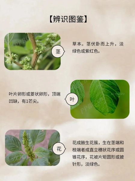 野苋菜和苋菜的区别_如何一眼辨认-第2张图片-山城妙识 野苋菜和苋菜的区别_如何一眼辨认-第2张图片-山城妙识