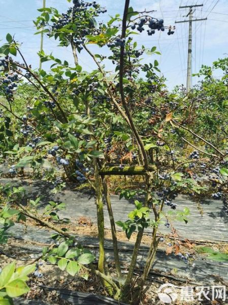 蓝莓树长什么样_蓝莓树图片大全大图-第3张图片-山城妙识