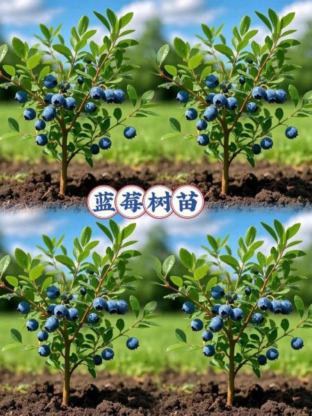蓝莓树长什么样_蓝莓树图片大全大图-第2张图片-山城妙识