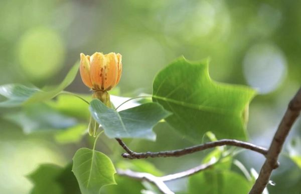 鹅掌揪长什么样_鹅掌揪图片特征-第2张图片-山城妙识 鹅掌揪长什么样_鹅掌揪图片特征-第2张图片-山城妙识