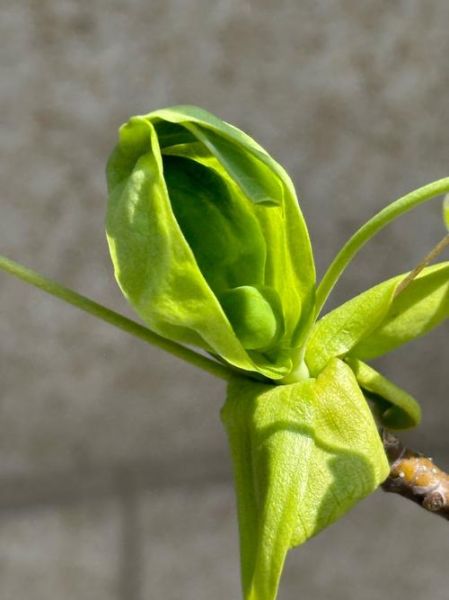 鹅掌揪长什么样_鹅掌揪图片特征-第3张图片-山城妙识 鹅掌揪长什么样_鹅掌揪图片特征-第3张图片-山城妙识