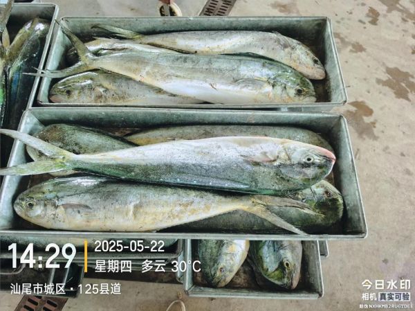 鲯鳅是什么鱼_鲯鳅和鬼头刀的区别-第3张图片-山城妙识 鲯鳅是什么鱼_鲯鳅和鬼头刀的区别-第3张图片-山城妙识