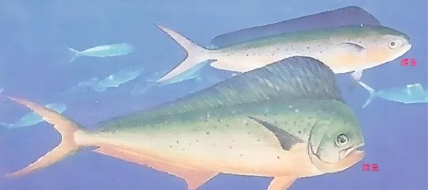 鲯鳅是什么鱼_鲯鳅和鬼头刀的区别-第2张图片-山城妙识 鲯鳅是什么鱼_鲯鳅和鬼头刀的区别-第2张图片-山城妙识