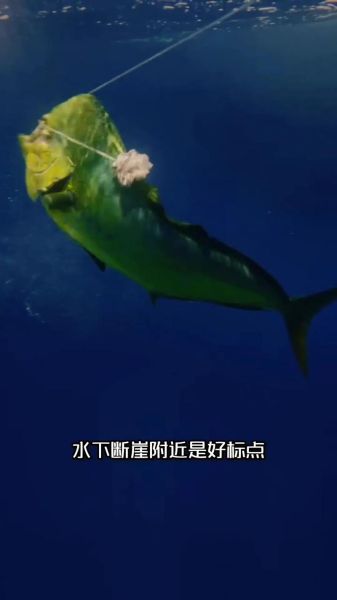 鲯鳅是什么鱼_鲯鳅和鬼头刀的区别-第1张图片-山城妙识 鲯鳅是什么鱼_鲯鳅和鬼头刀的区别-第1张图片-山城妙识